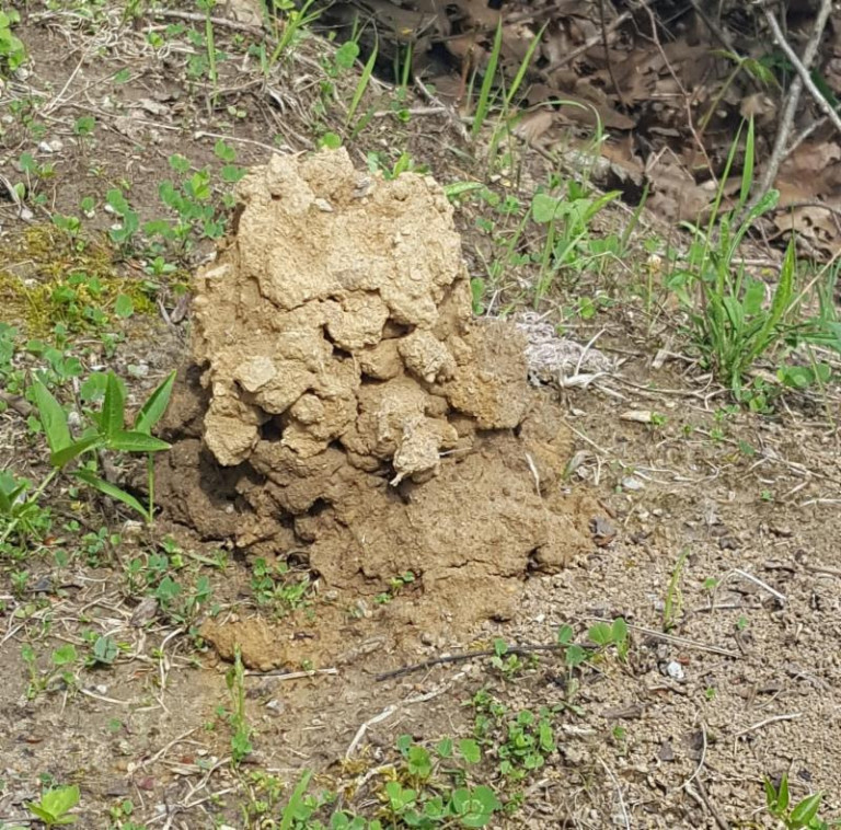 Fun Facts: Crawdads | DuBois Center